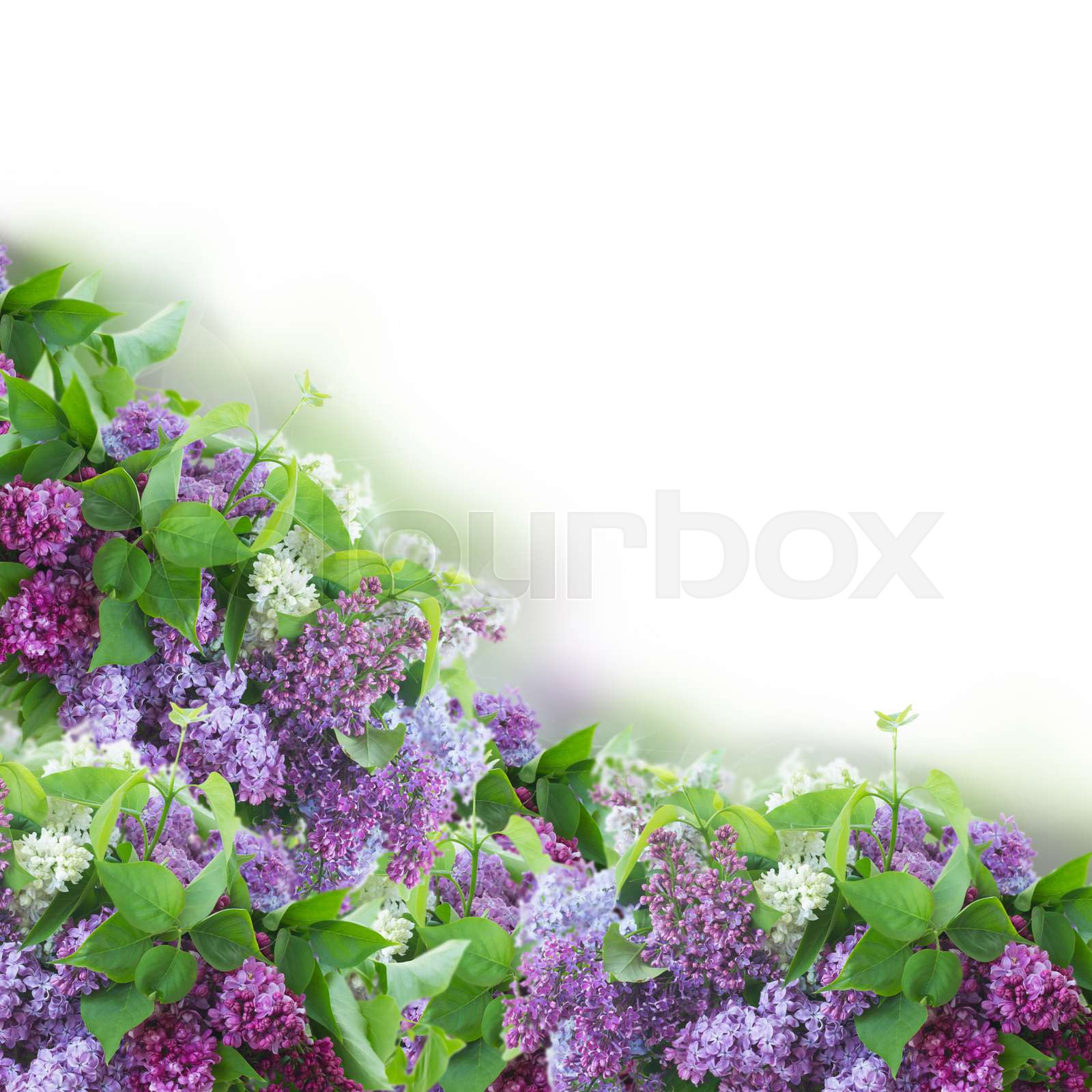 Border of of Lilac flowers | Stock image | Colourbox