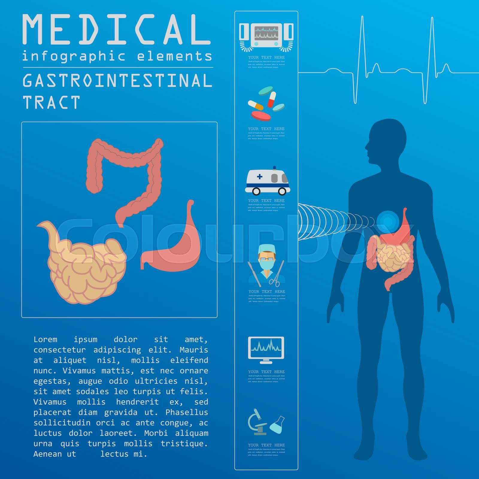 Medical and healthcare infographic, gastrointestinal tract infographic ...