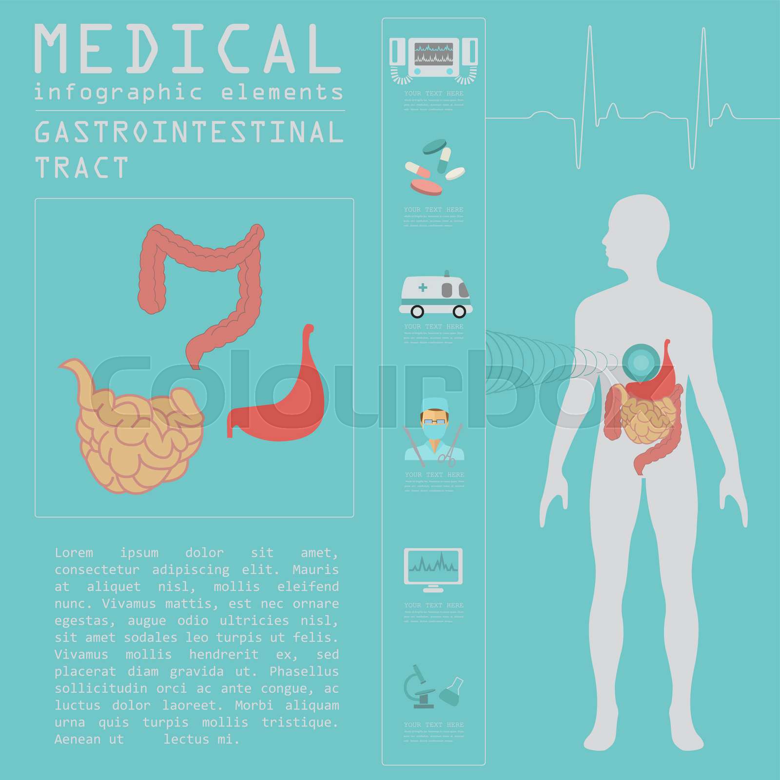 Medical and healthcare infographic, gastrointestinal tract infographic ...