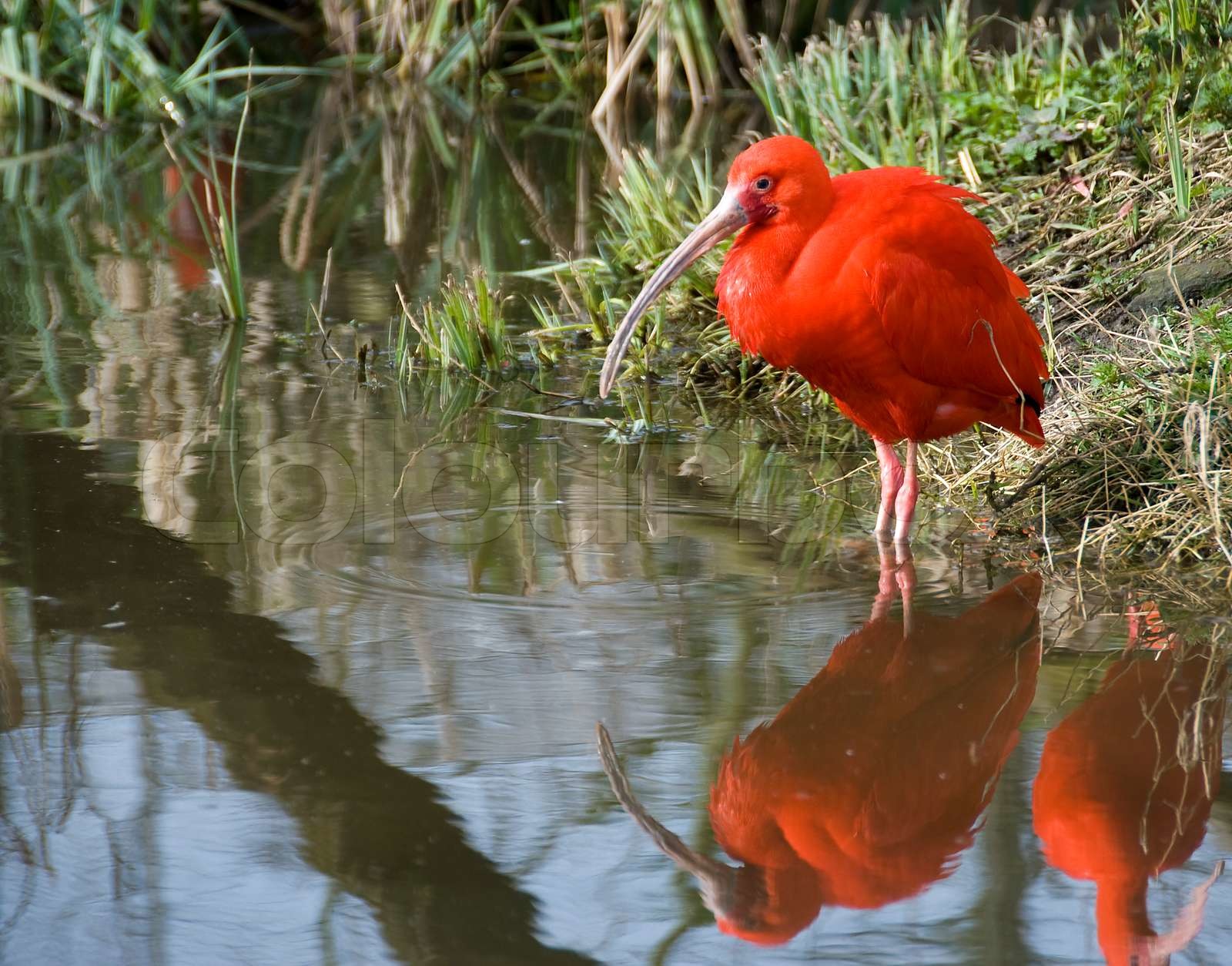 red ibis | Stock image | Colourbox