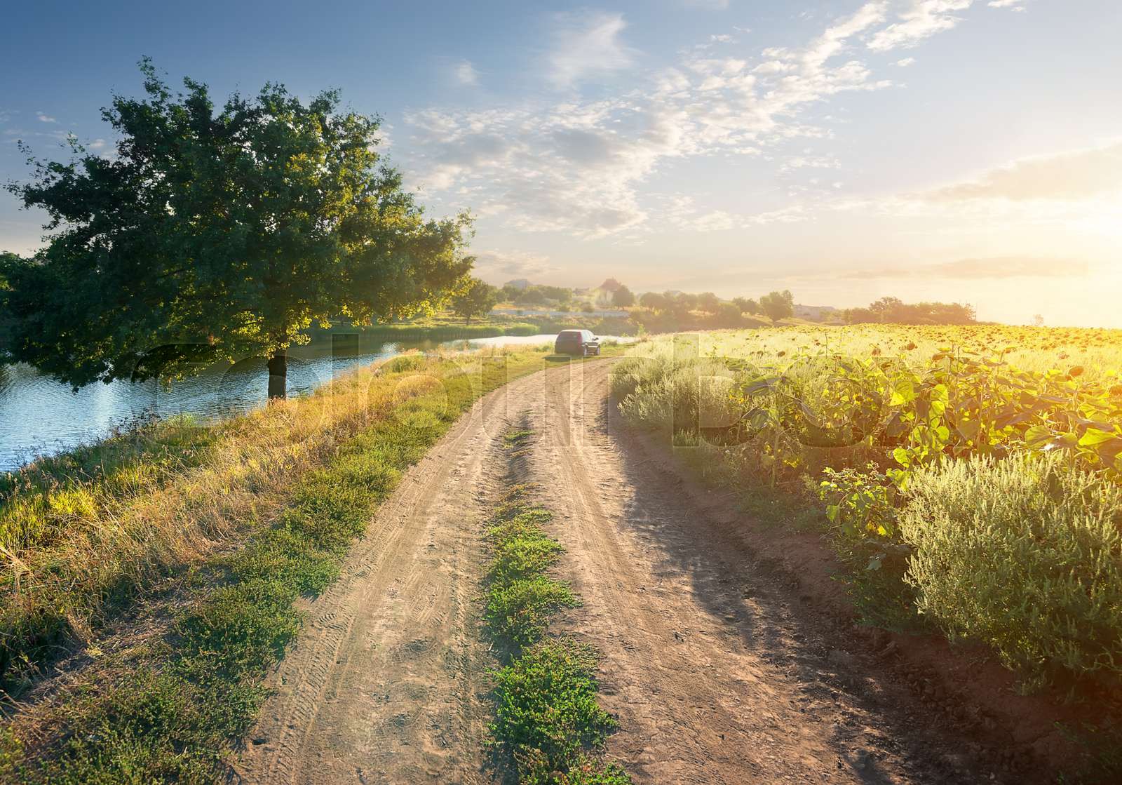 Sunflowers and river | Stock image | Colourbox