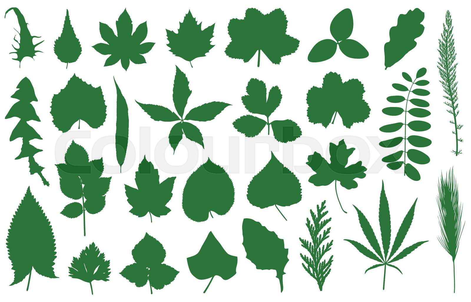 Set of different leaves | Stock vector | Colourbox