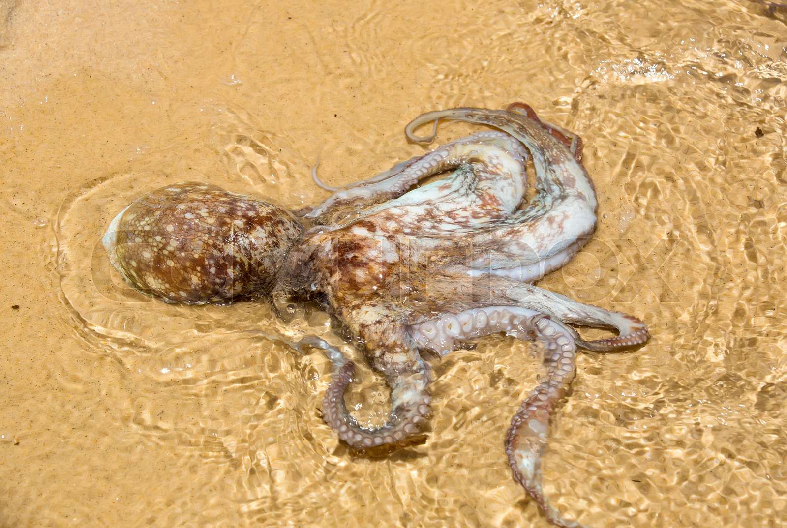 octopus and squid with a gun for underwater hunting | Stock image ...
