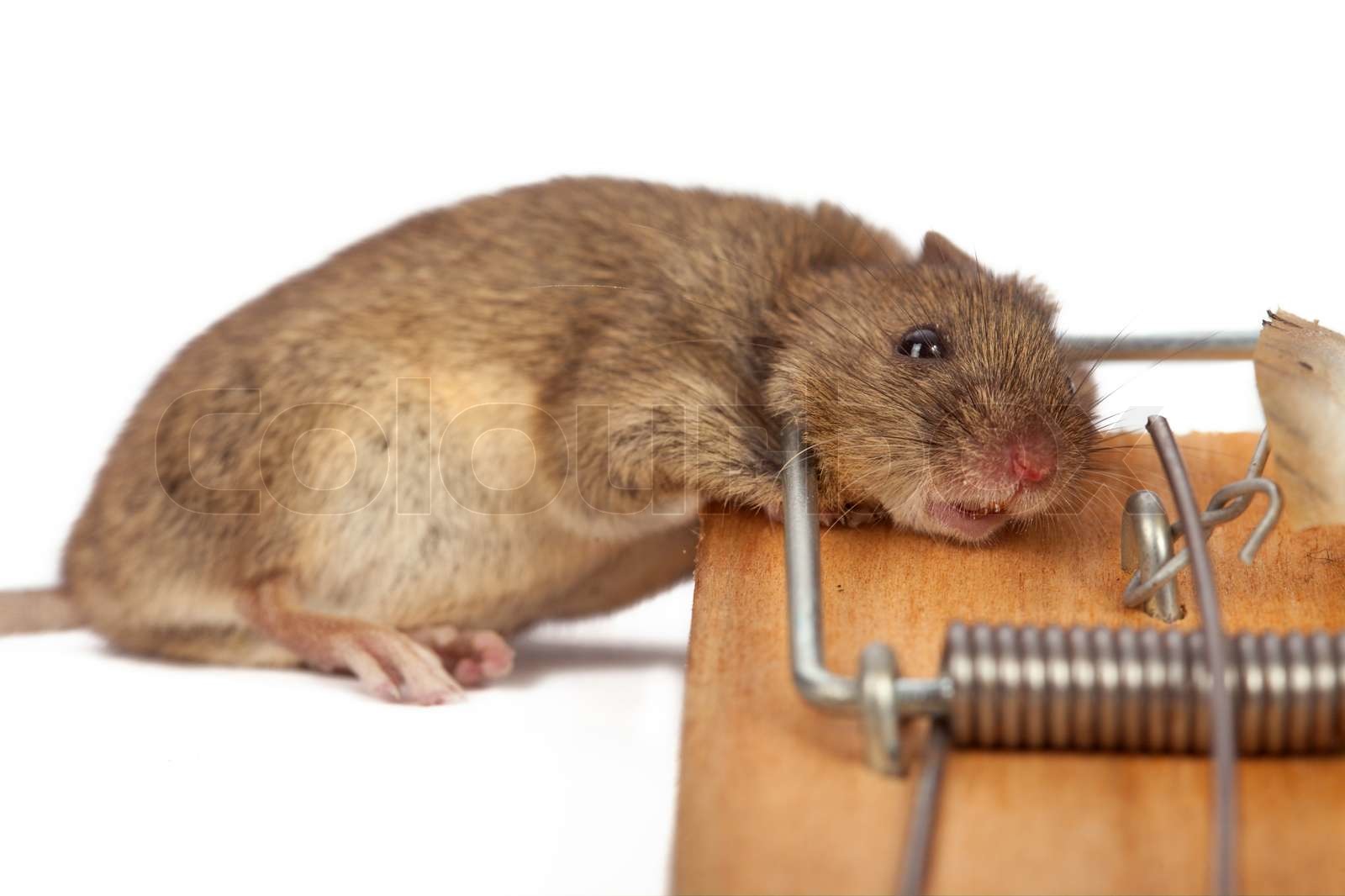 Dead mouse in a mousetrap on a white background | Stock image | Colourbox