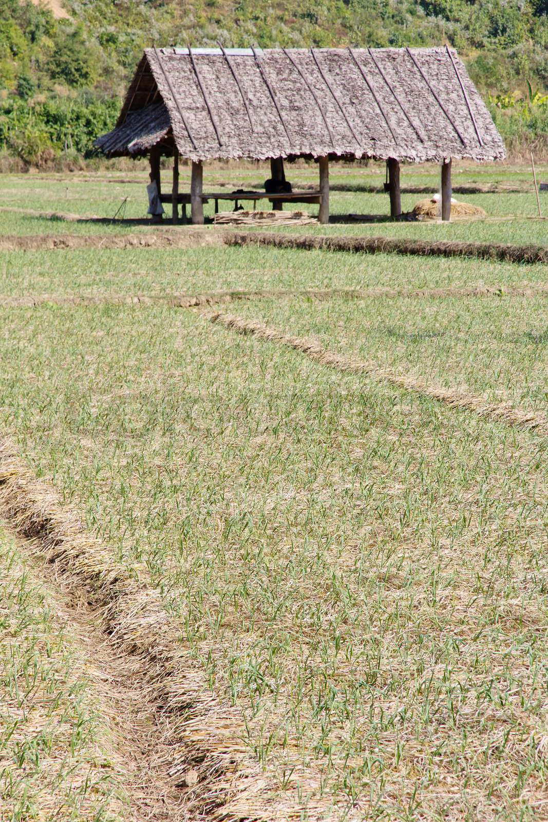 Paddy-field ridge and cottage | Stock image | Colourbox