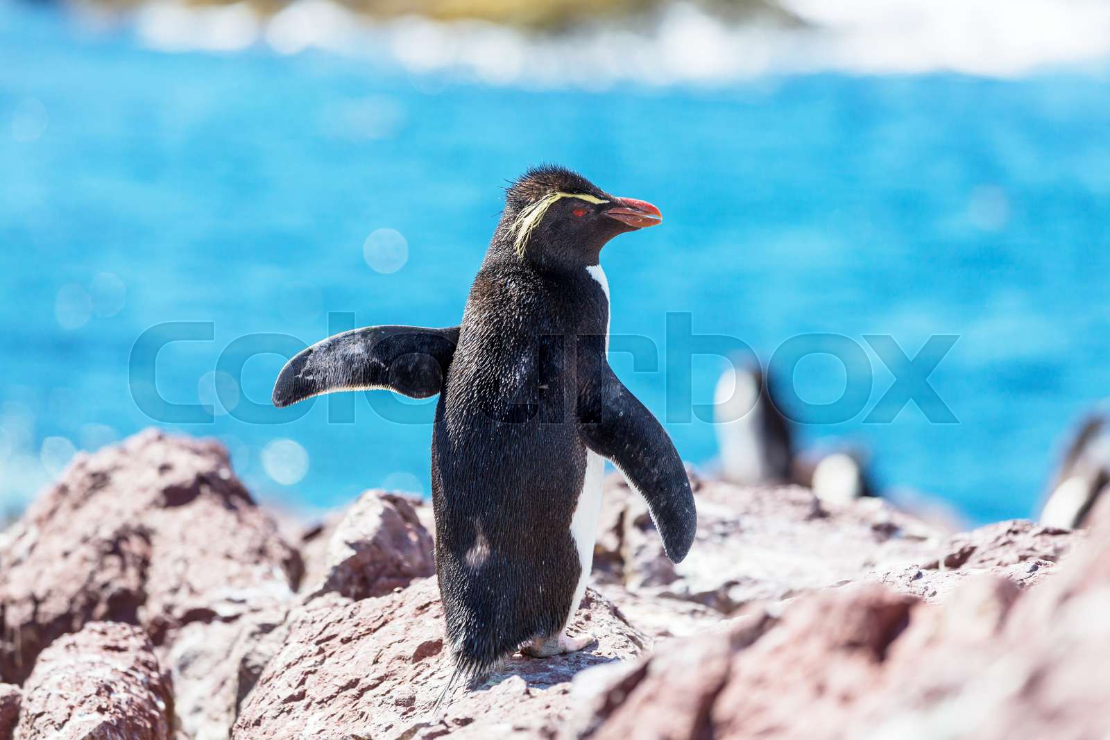 Rockhopper | Stock image | Colourbox