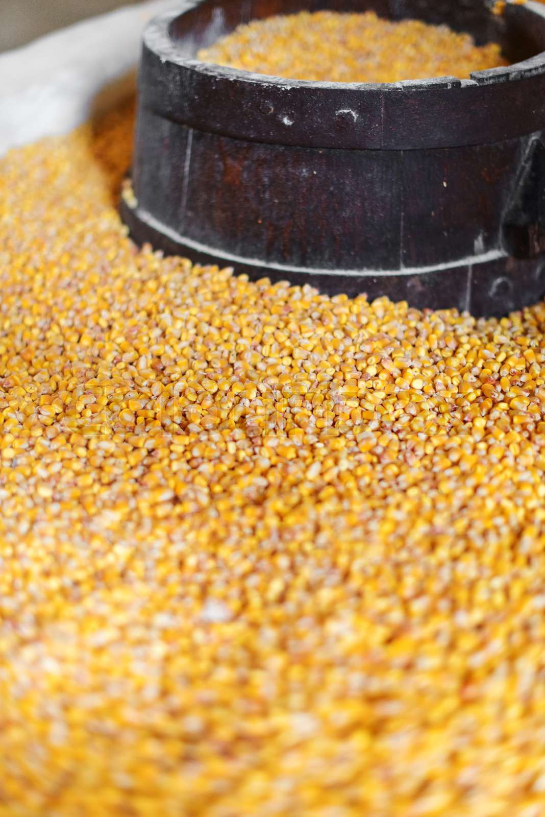 Close-up view of dried corn kernels. | Stock image | Colourbox