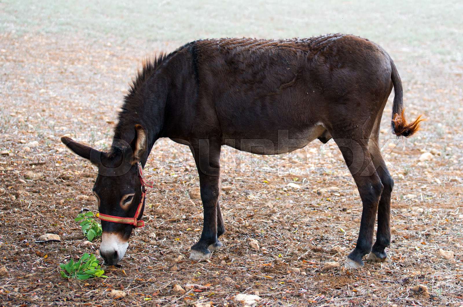 Donkey eating grass on the farm. | Stock image | Colourbox