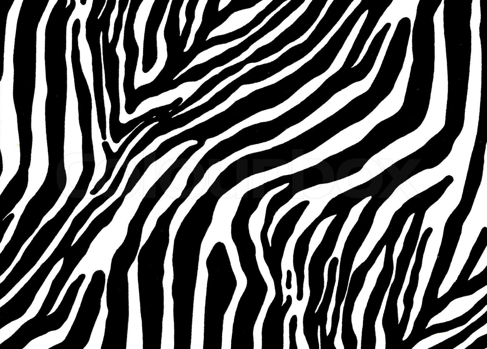 zebra texture | Stock image | Colourbox