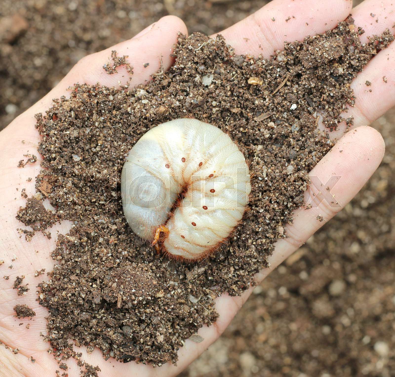 Image of grub worms in the human hand. | Stock image | Colourbox