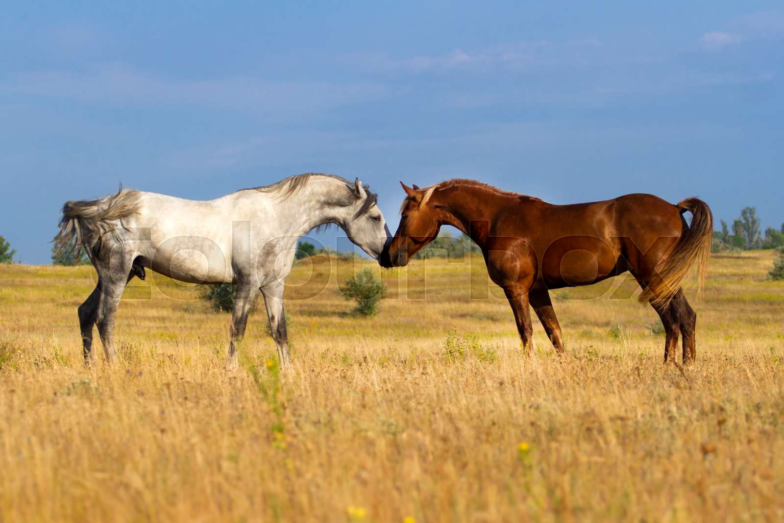 Two horse coupling | Stock image | Colourbox
