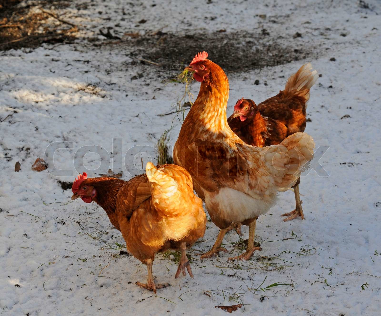 fight, chicken, beaks | Stock image | Colourbox