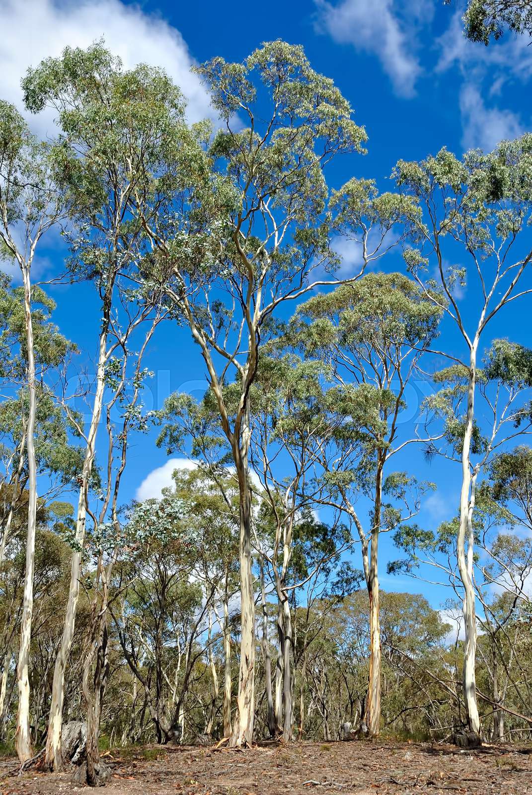 Eucalyptus Forest, Victoria, Australia | Stock image | Colourbox
