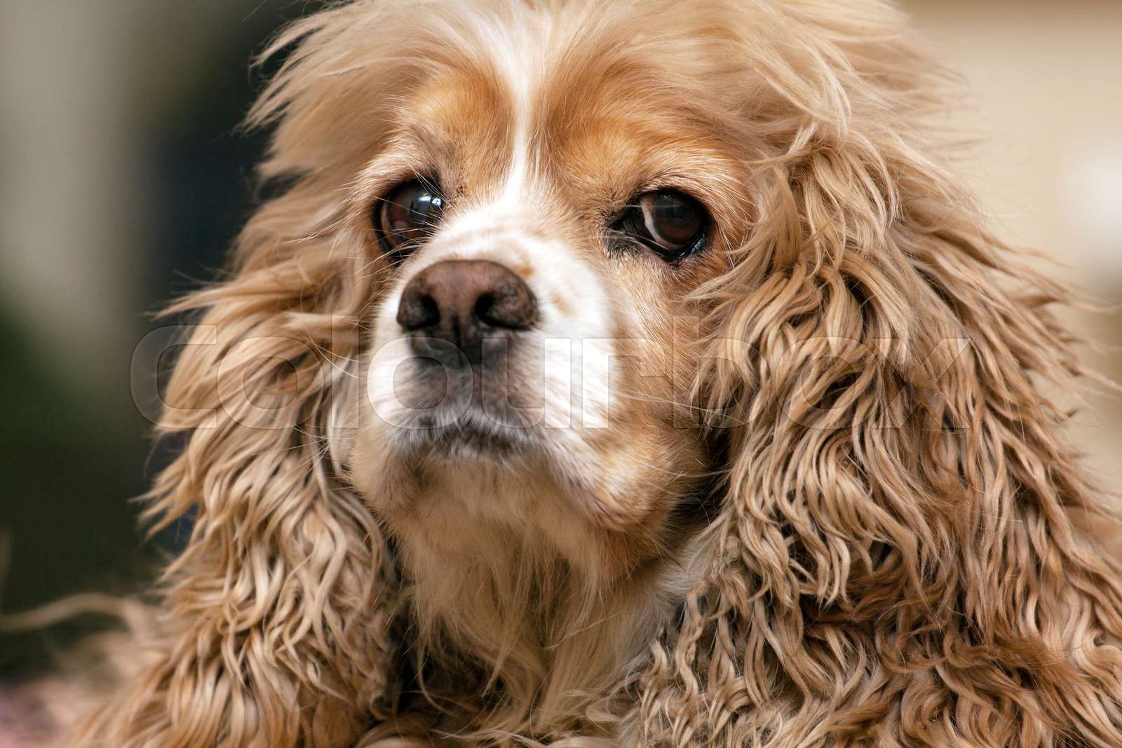 cocker spanie | Stock image | Colourbox