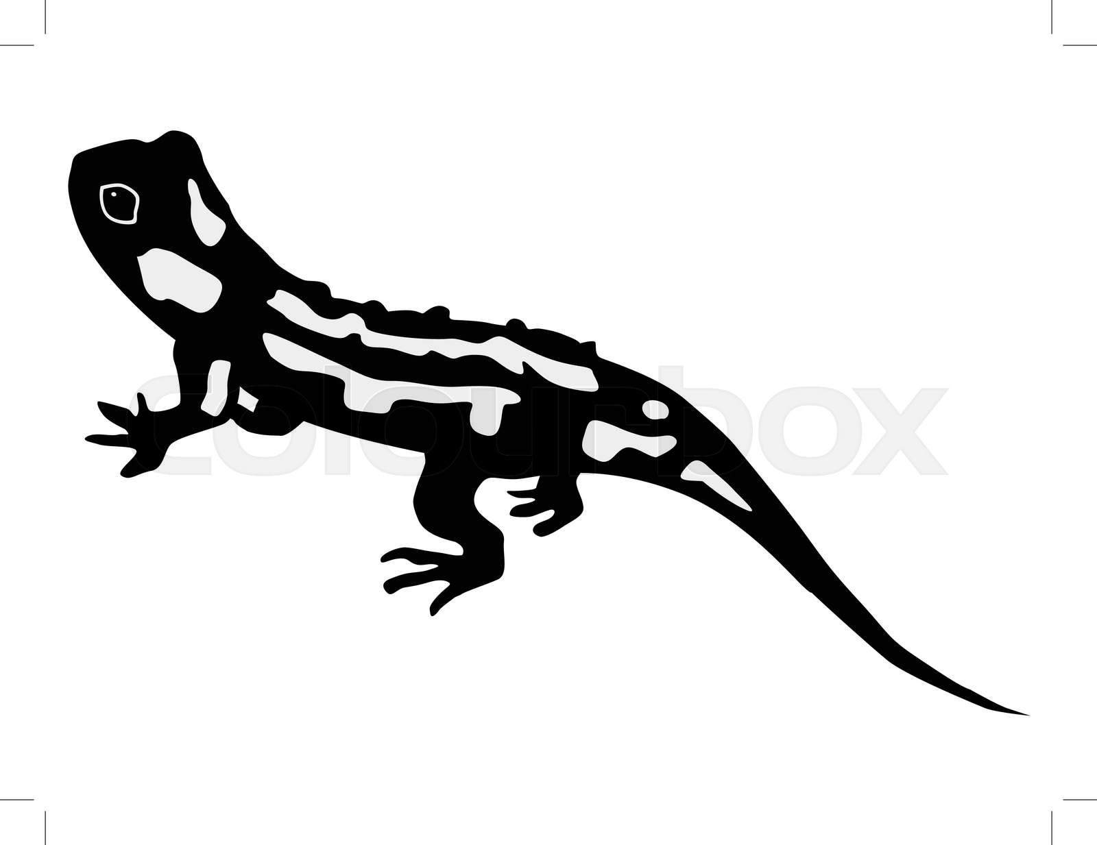 salamander | Stock vector | Colourbox