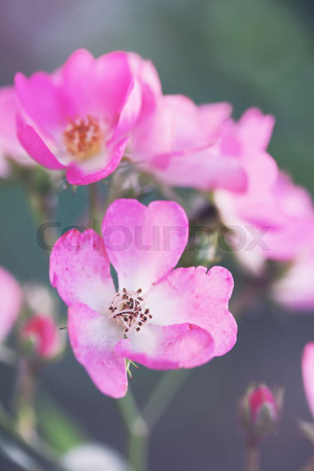 inflorescence little roses | Stock image | Colourbox