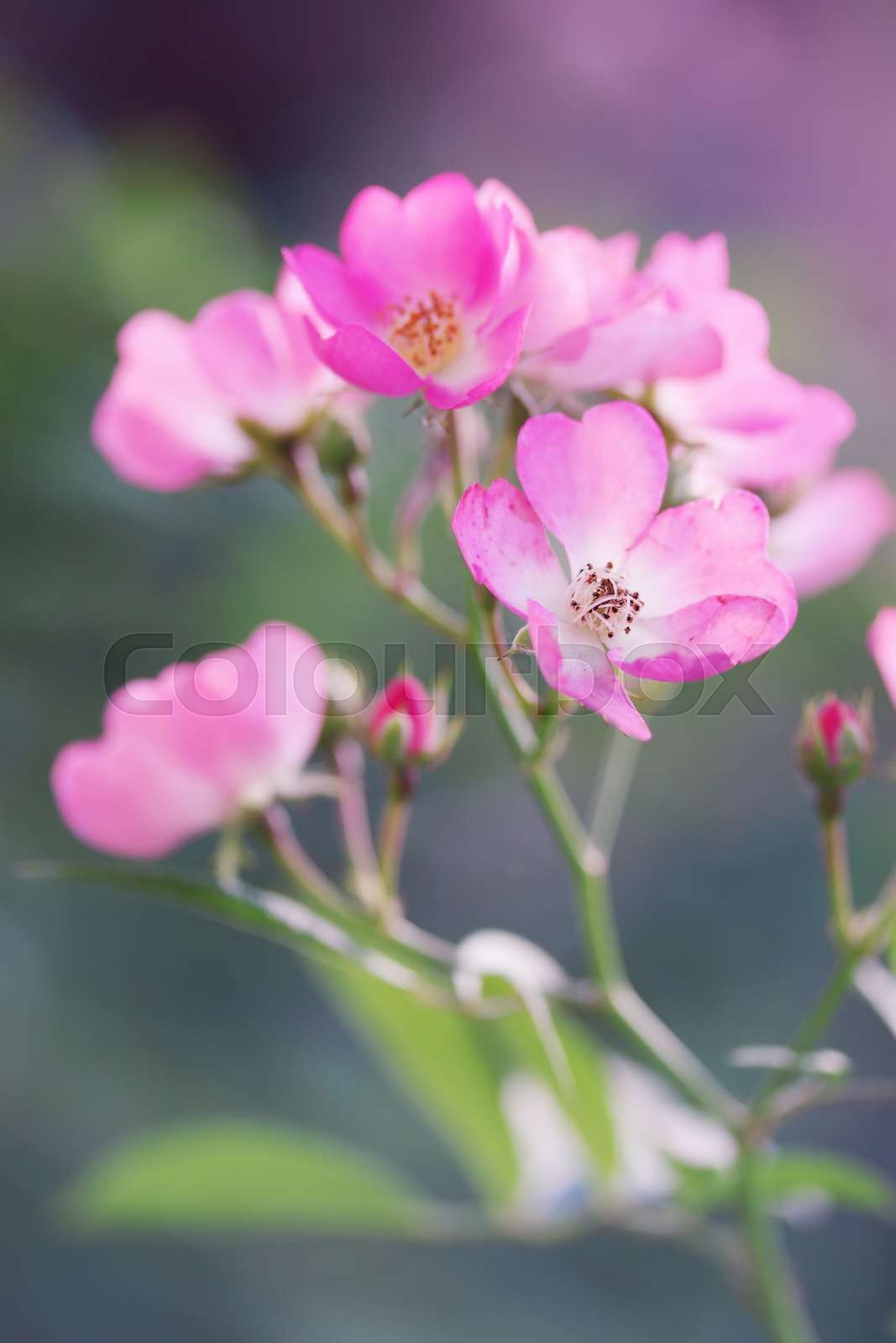 inflorescence pink roses | Stock image | Colourbox