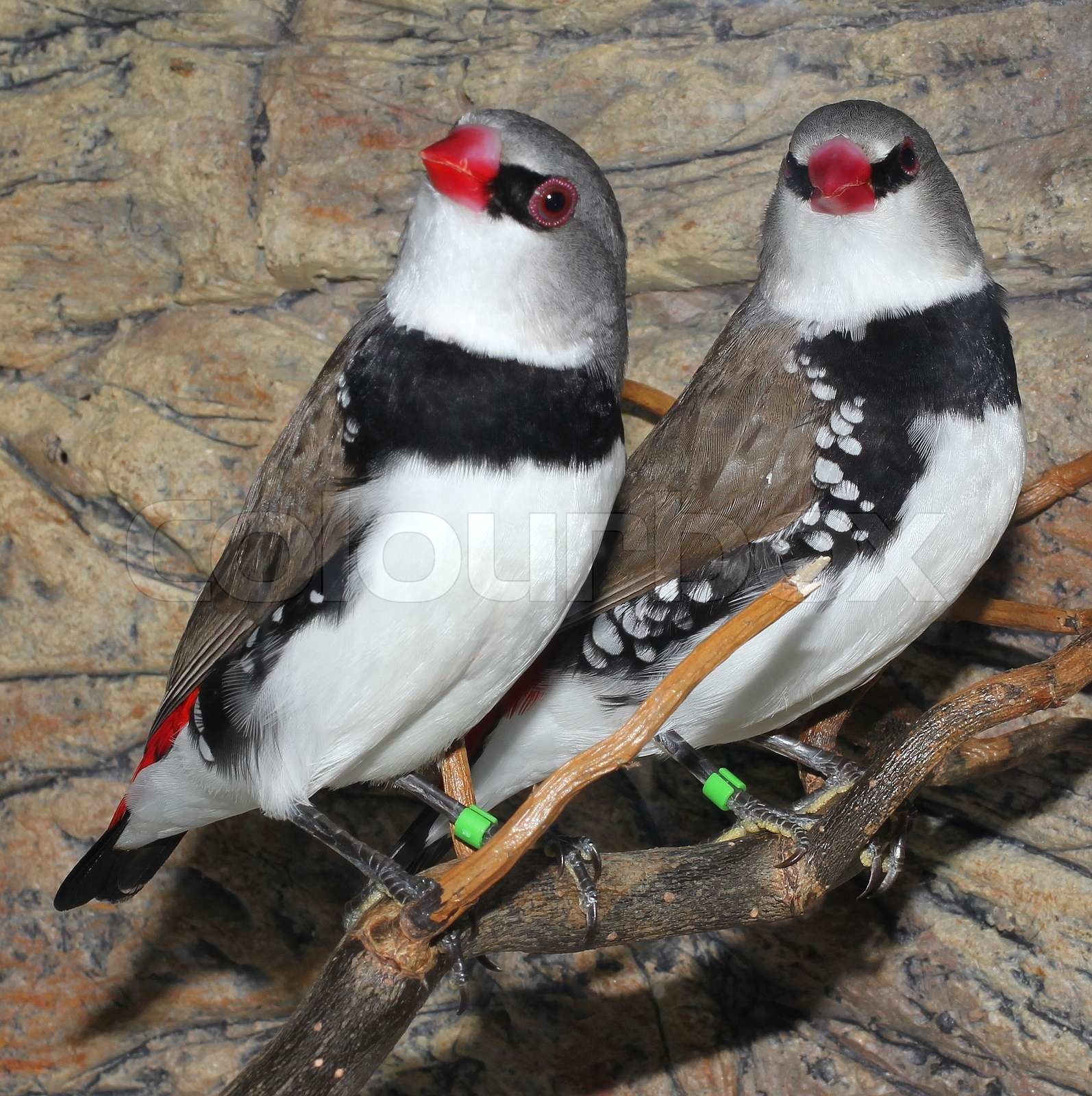 finke, fugl, eksotisk | Stock foto | Colourbox