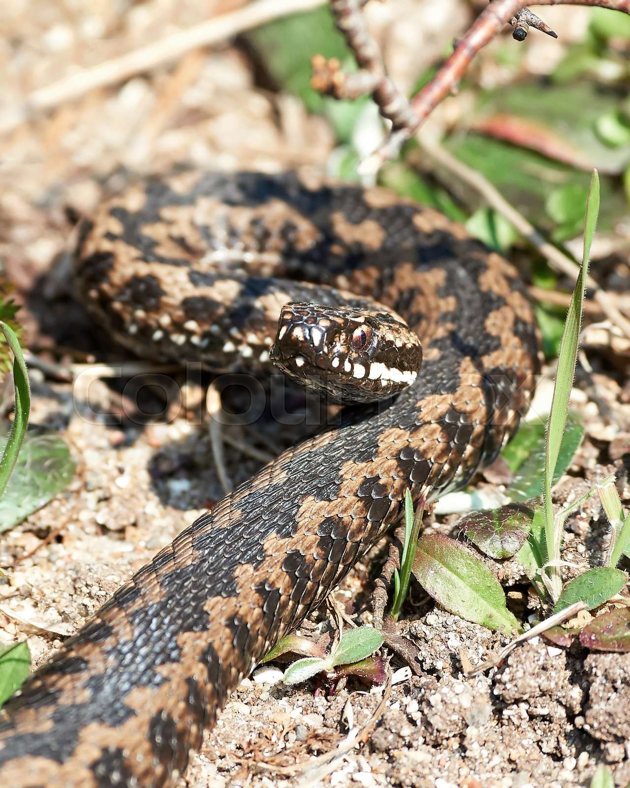 Common European Adder (vipera berus) | Stock image | Colourbox