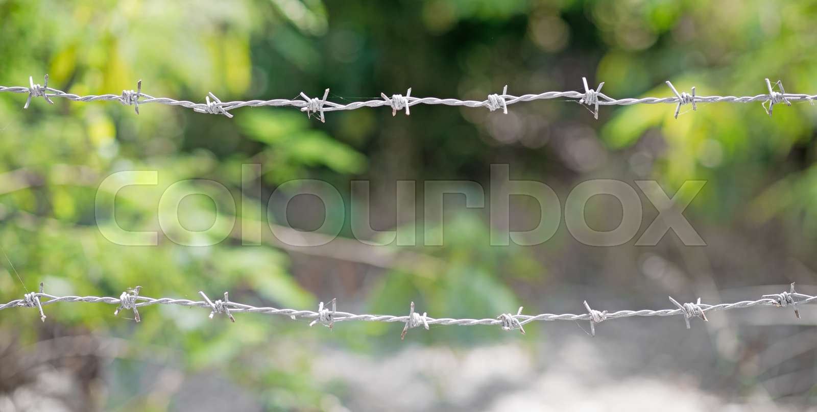 barbed wire | Stock image | Colourbox