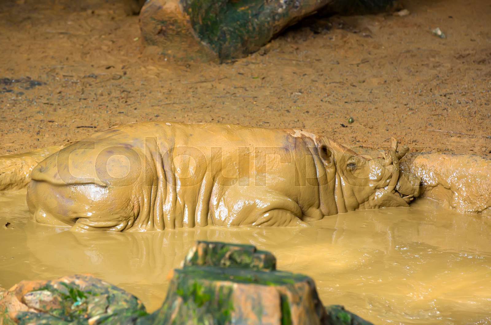 adult warthog digging in the mud puddle | Stock image | Colourbox