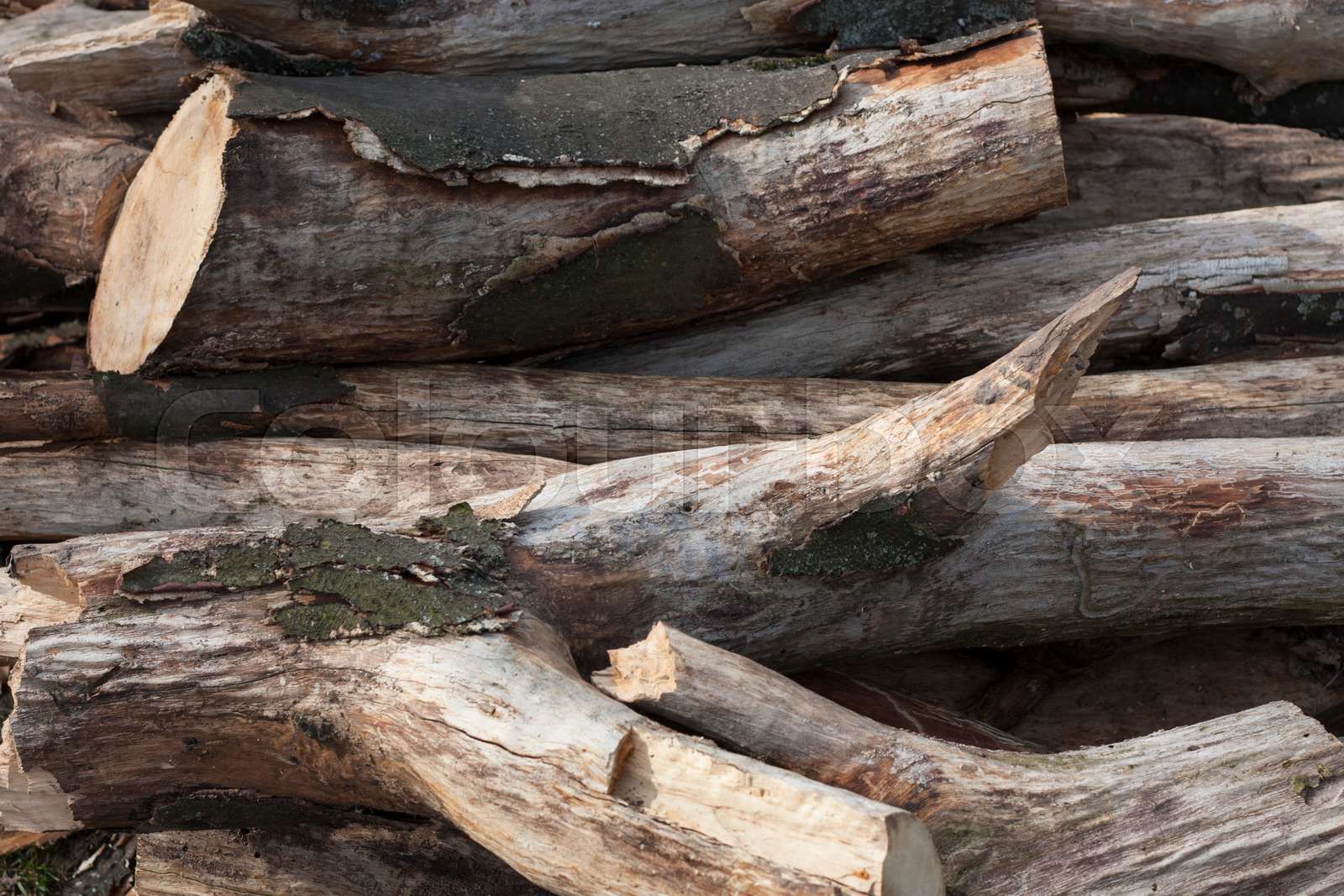 Pile of tree branch, wood stick photo | Stock image | Colourbox