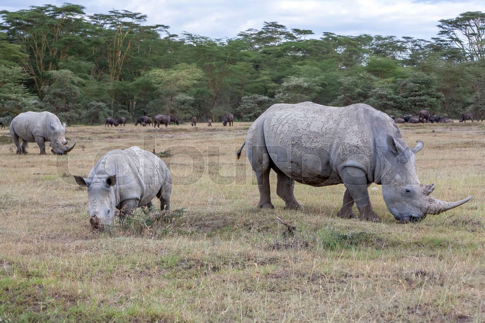 Safari - rhinos | Stock image | Colourbox