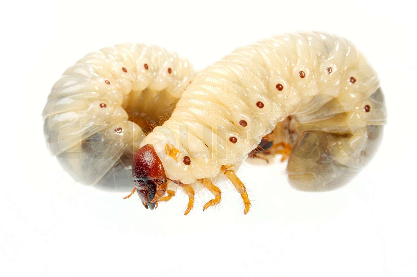 larve, grub, larver | Stock foto | Colourbox