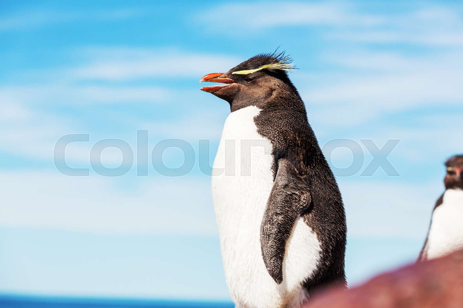 Rockhopper | Stock image | Colourbox
