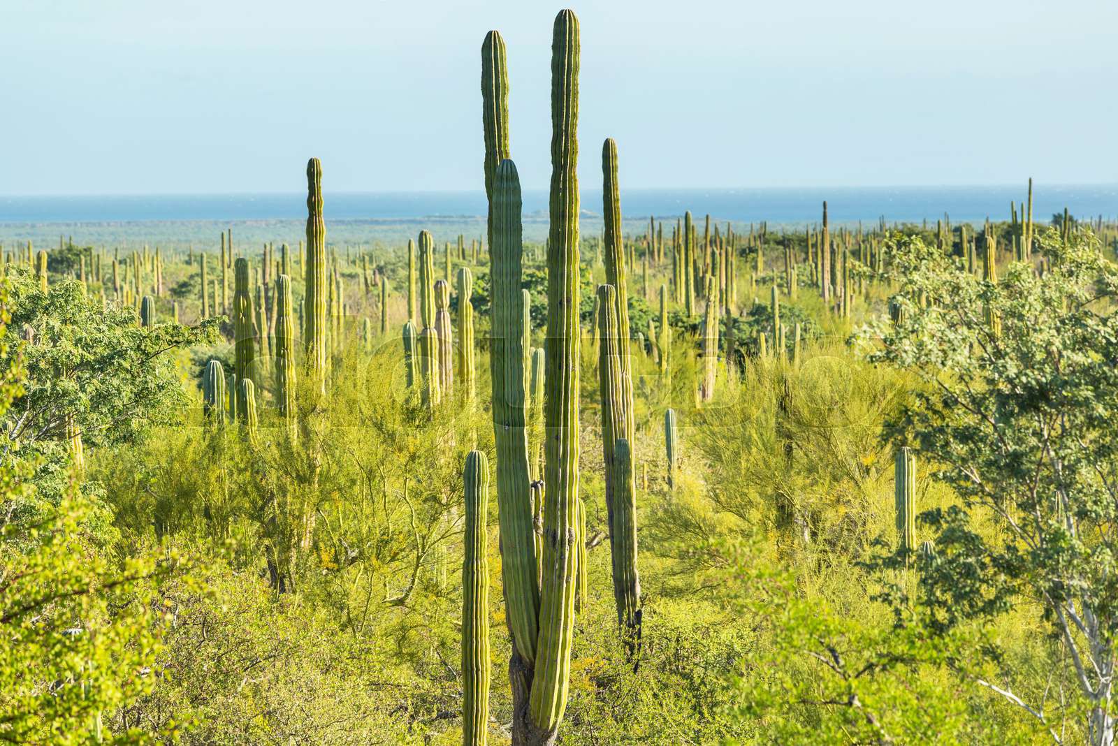 Cactus in Mexico | Stock image | Colourbox