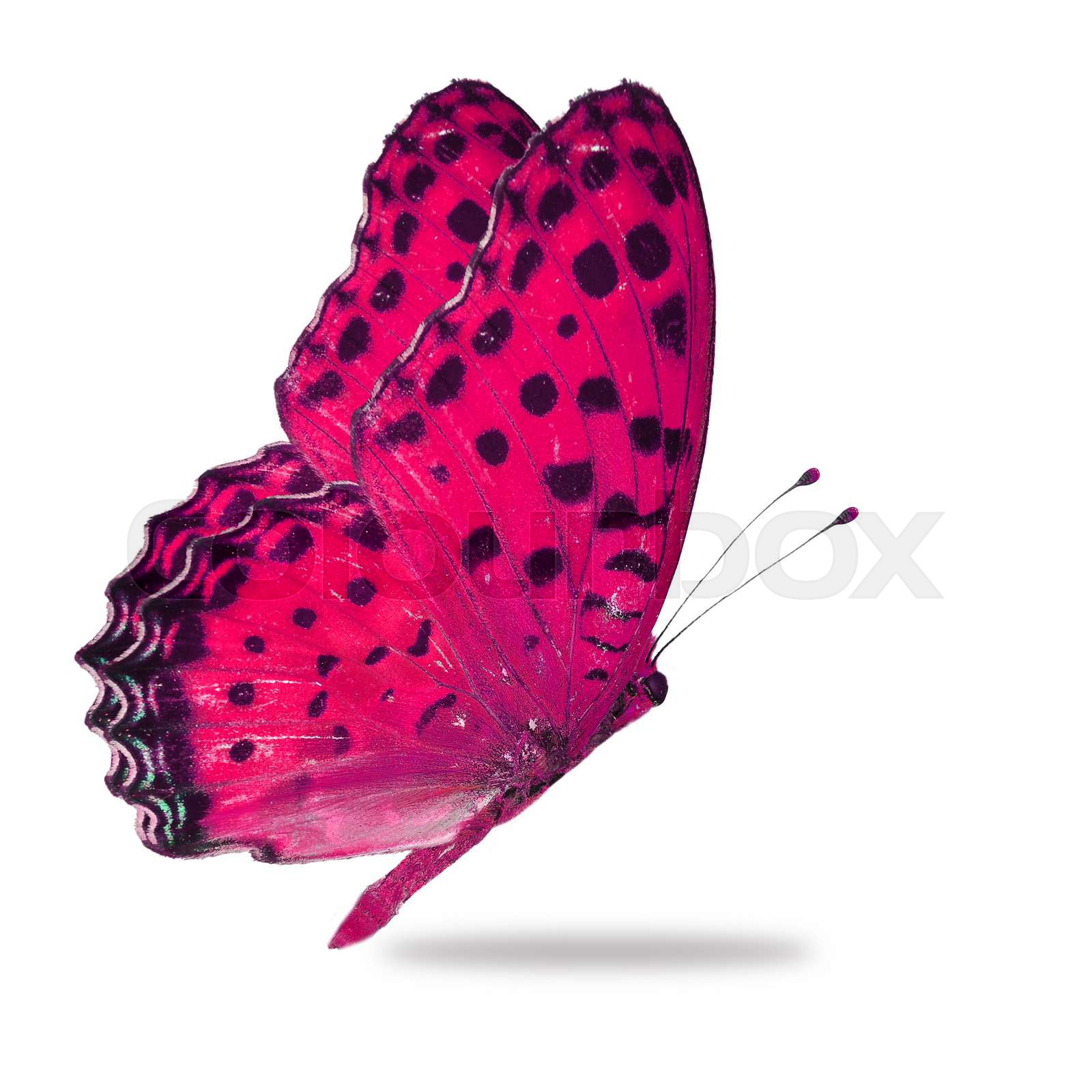 pink butterfly | Stock image | Colourbox