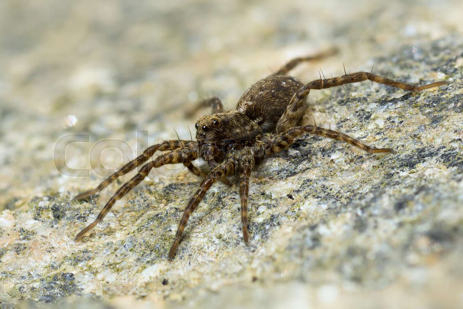 Makro nærbillede af en jagtedderkop på en sten | Stock foto | Colourbox