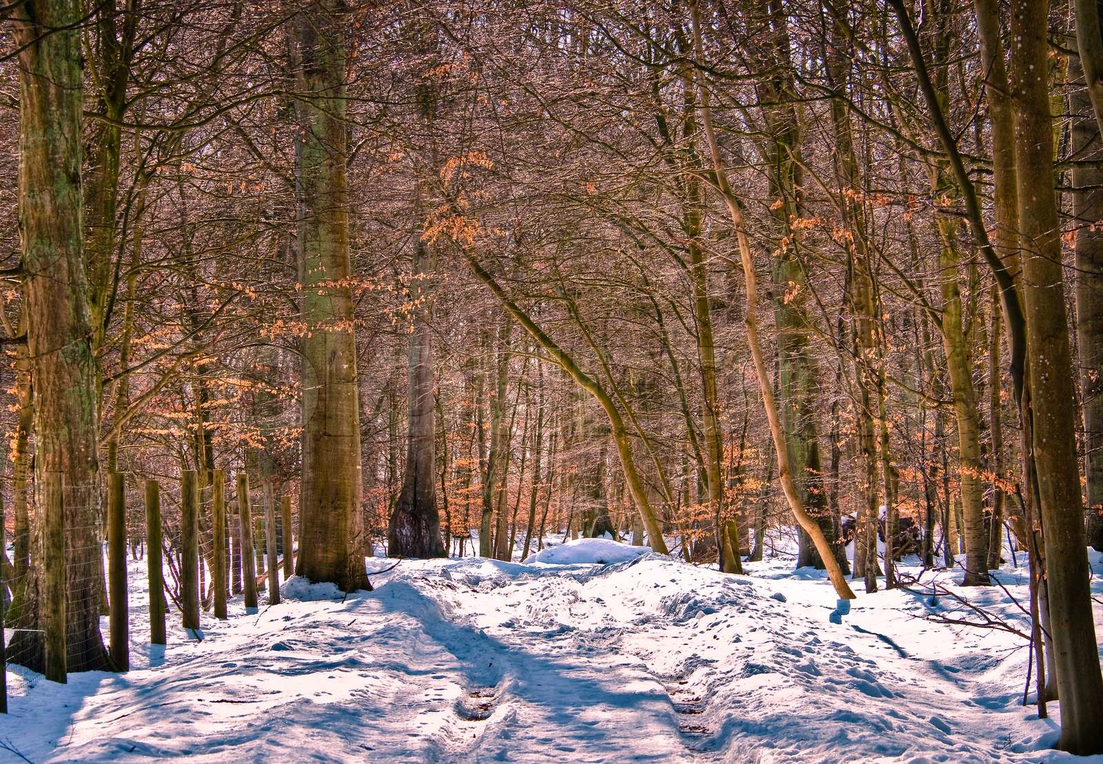 Sne i skoven | Stock image | Colourbox