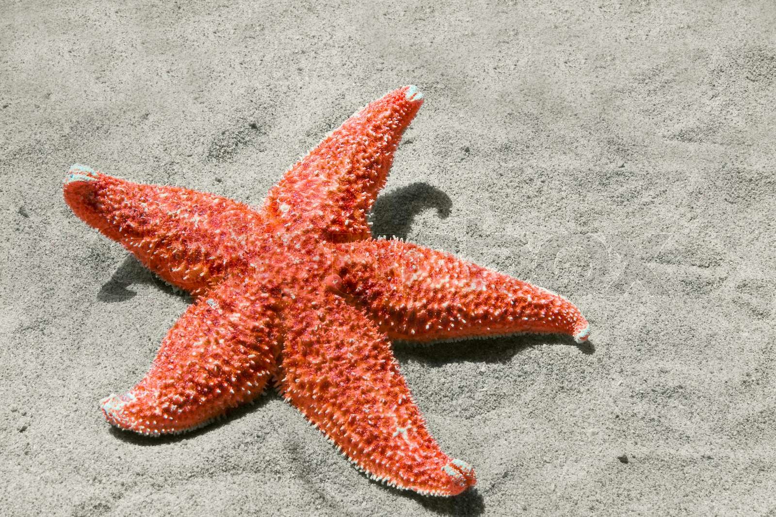 Seestern am Strand | Stock Bild | Colourbox