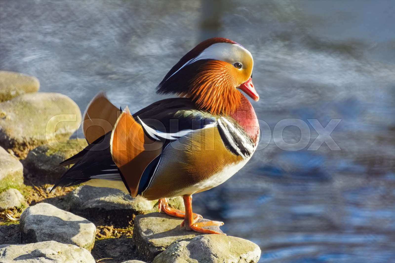 dyr, aviær, fuglelivets | Stock foto | Colourbox