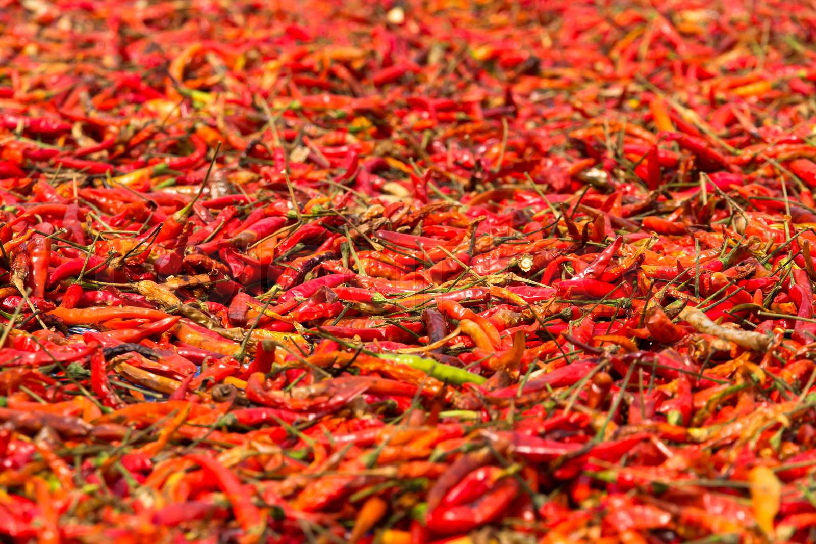 Dried Red Chilli Background | Stock image | Colourbox