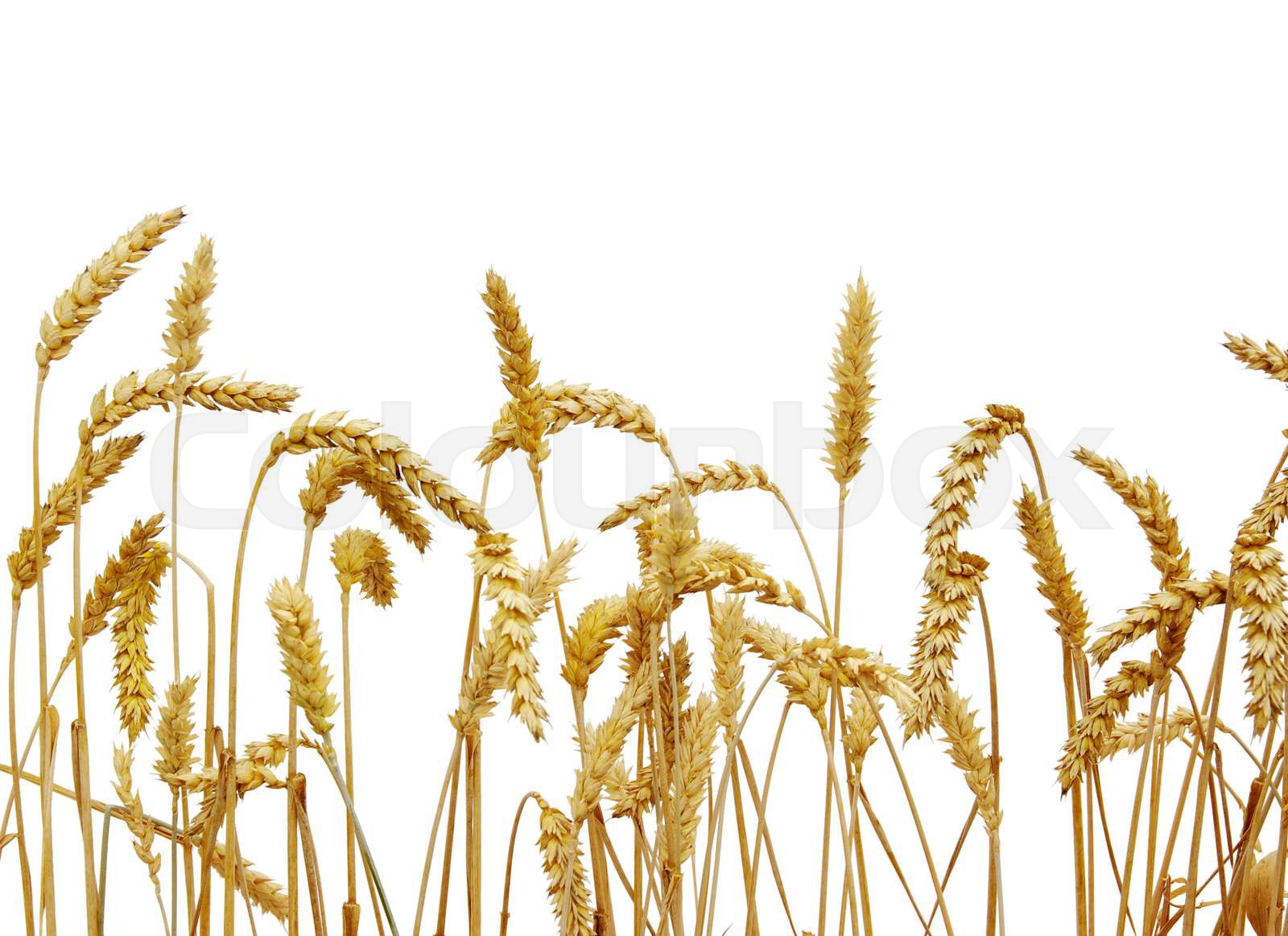 wheat | Stock image | Colourbox