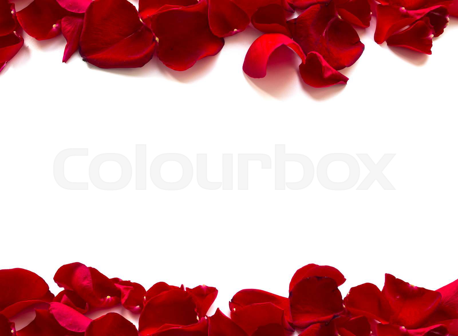 Rose Petals Border | Stock image | Colourbox