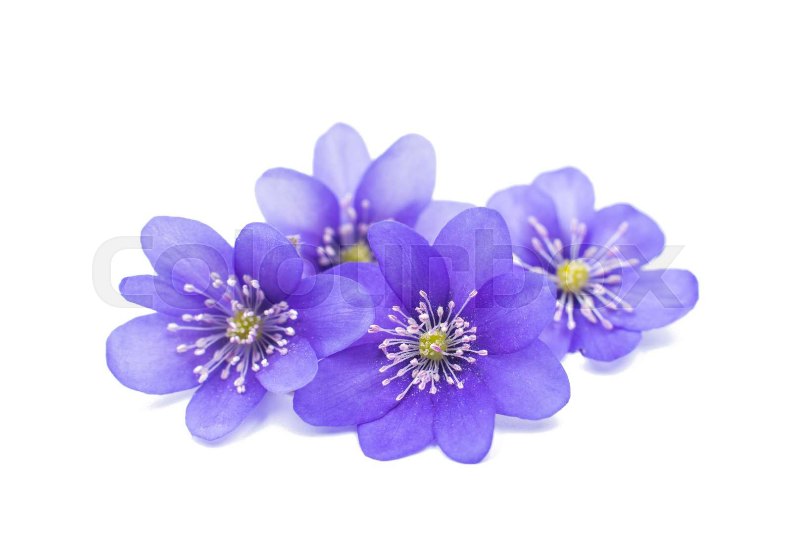 Hepatica nobilis | Stock image | Colourbox