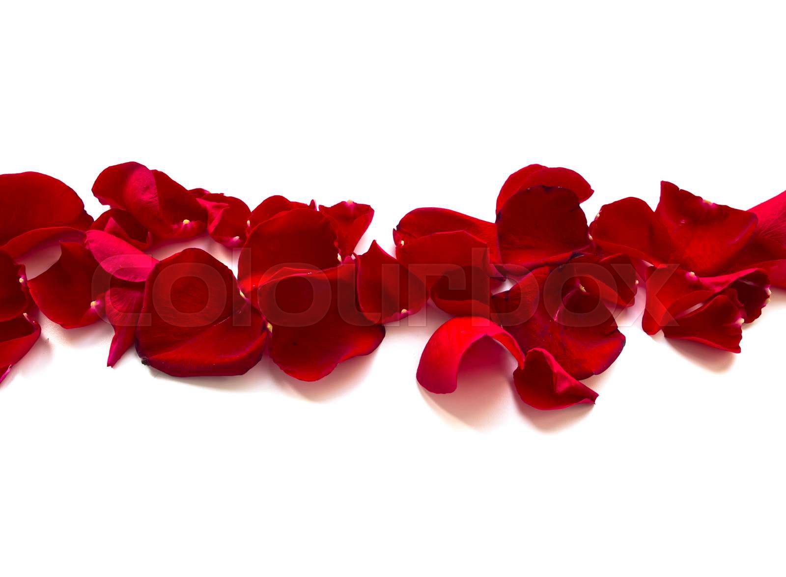 Rose Petals Border | Stock image | Colourbox