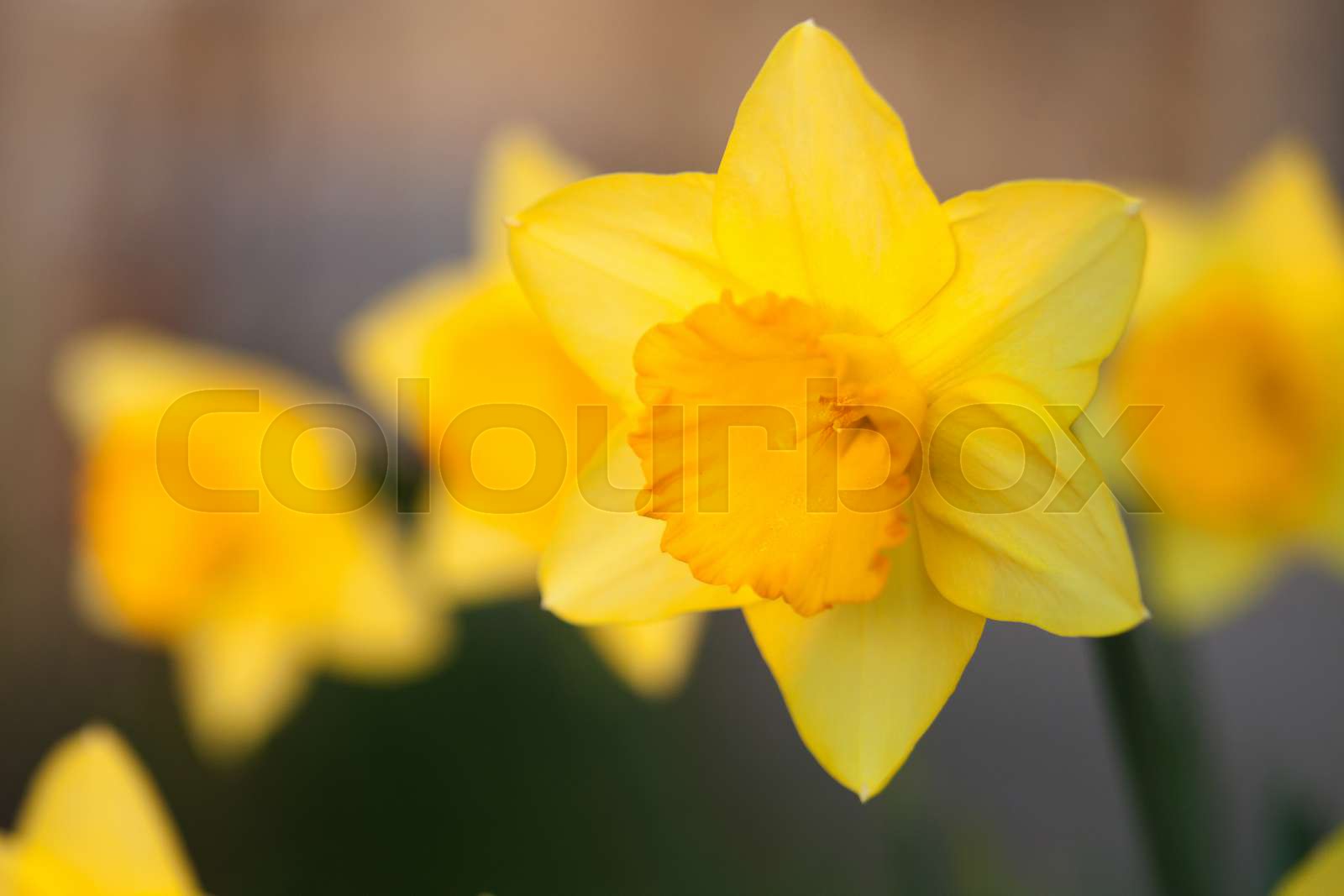 The daffodil. | Stock image | Colourbox