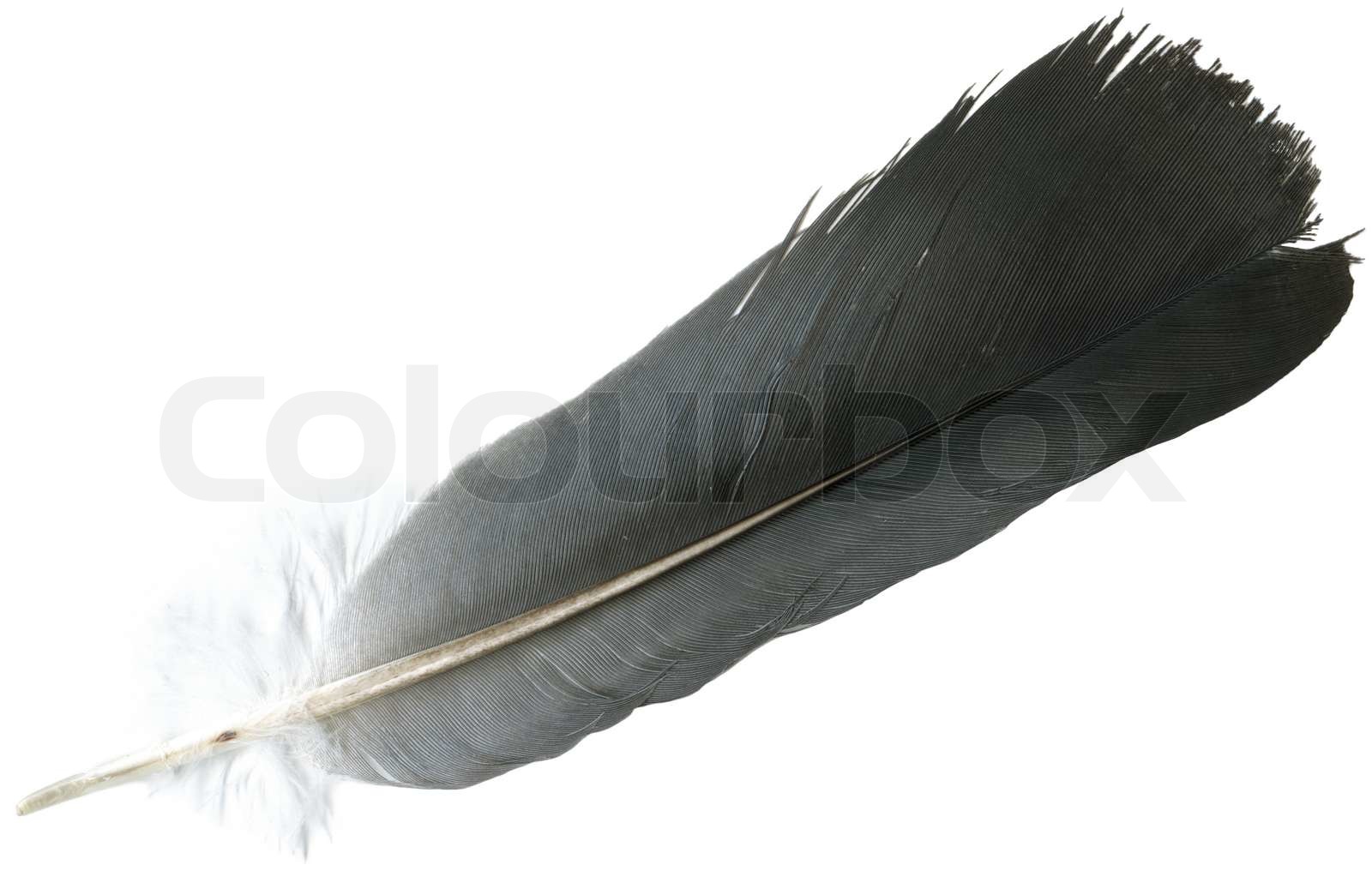 bird feather isolated | Stock image | Colourbox