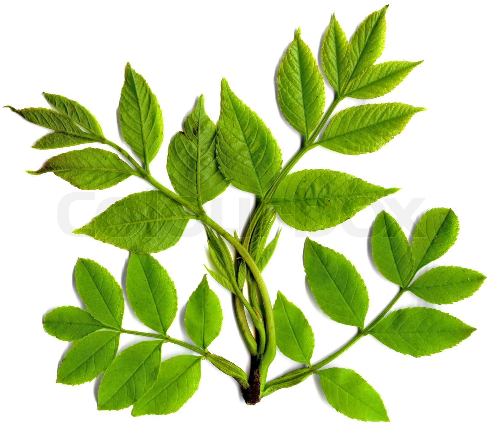 leaf of tree isolated | Stock image | Colourbox