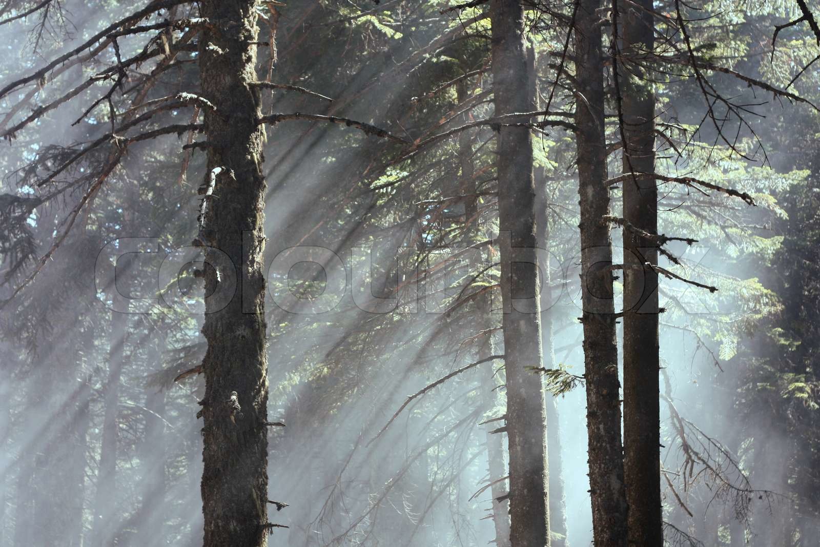 Smoke in forest | Stock image | Colourbox