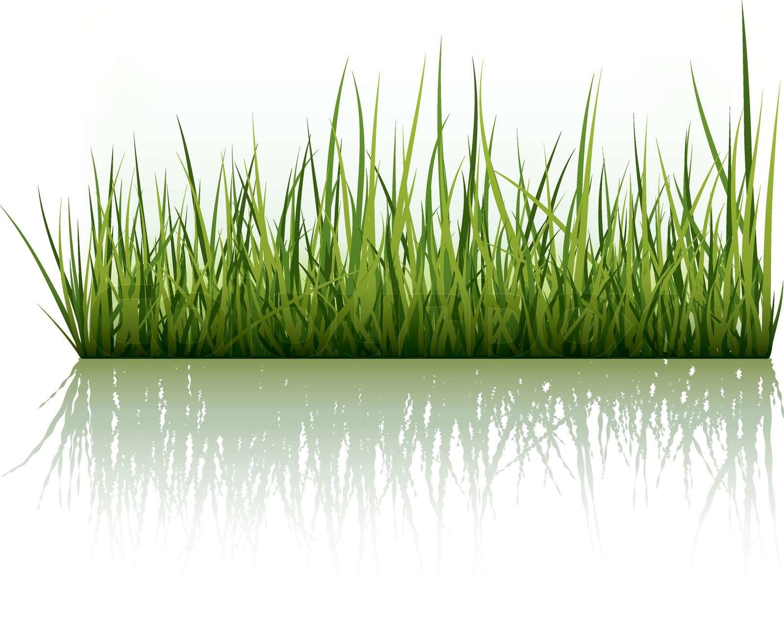 leaves, long, vector | Stock vector | Colourbox