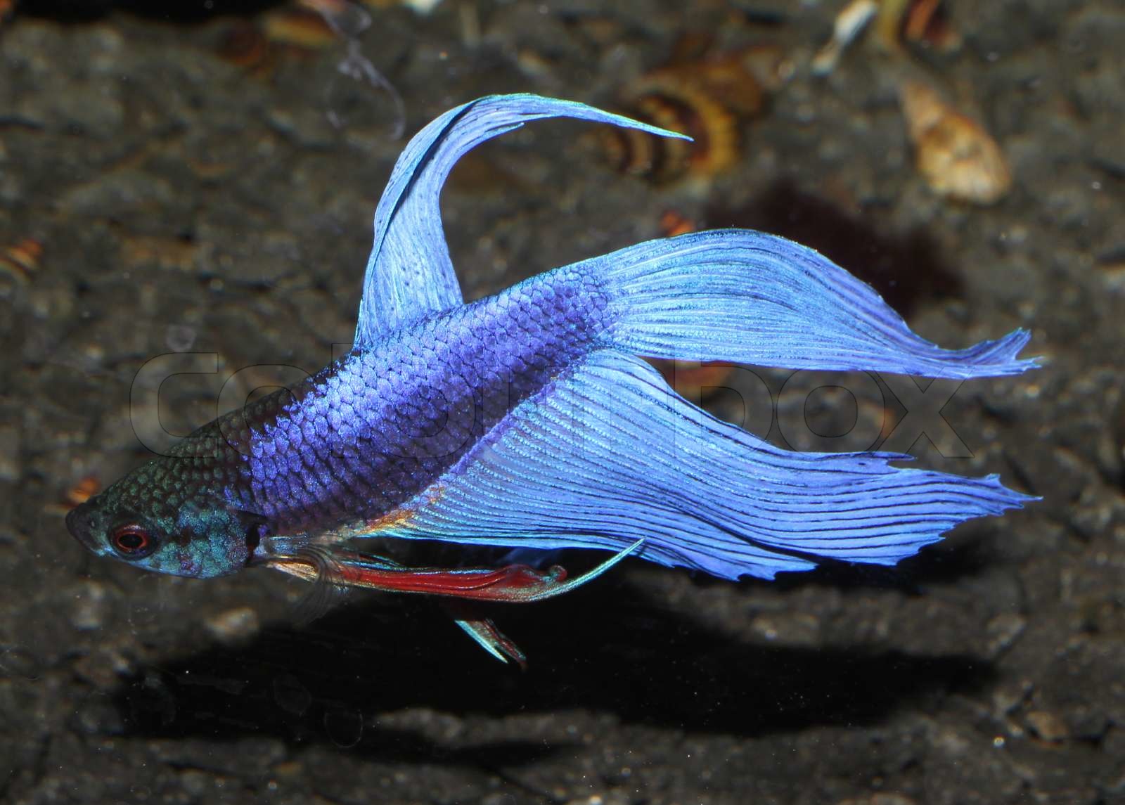betta, imbellis, splendens | Stock image | Colourbox