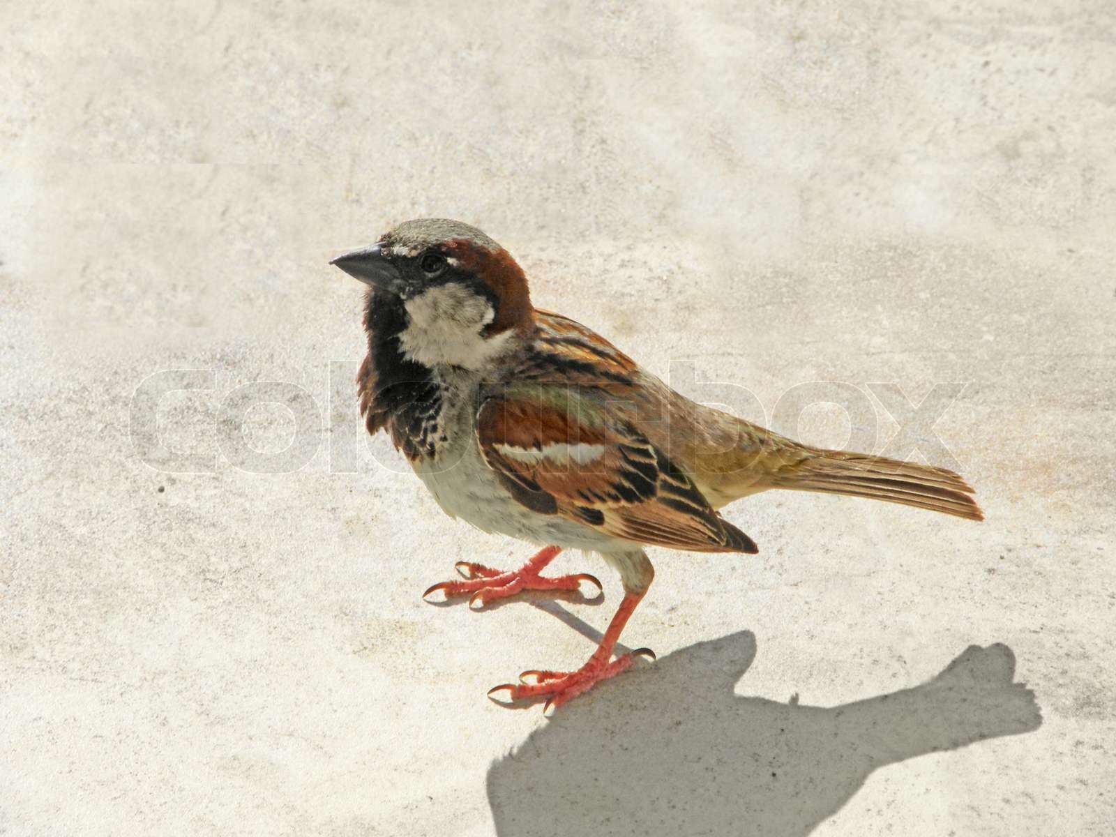 Spatz Vogel | Stock Bild | Colourbox