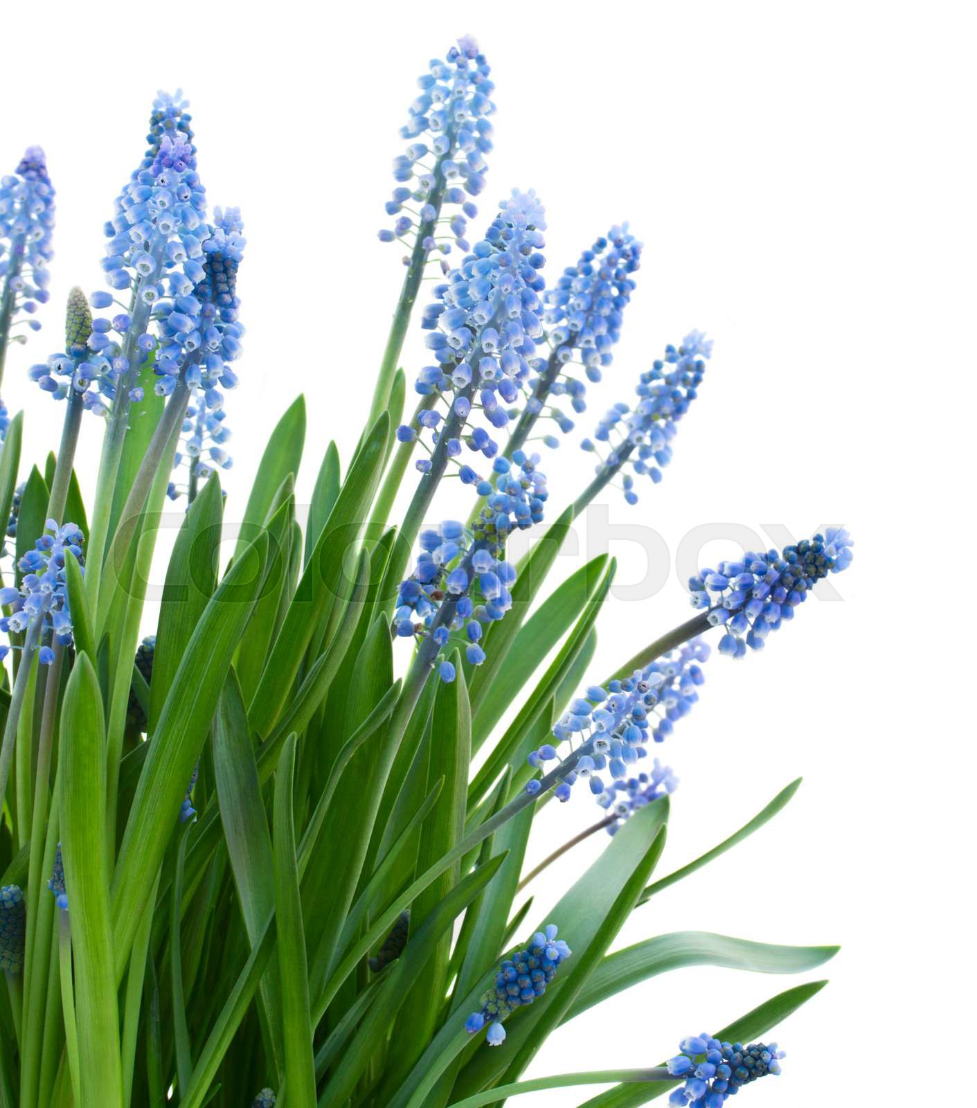 Muscari flowers | Stock image | Colourbox