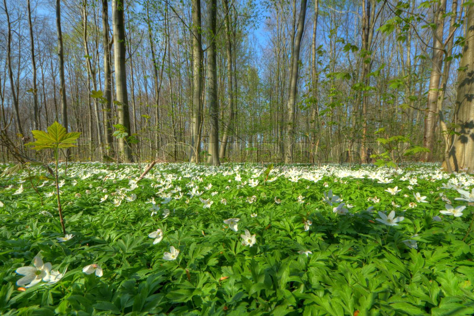 Anemoner i skovbunden | Stock foto | Colourbox