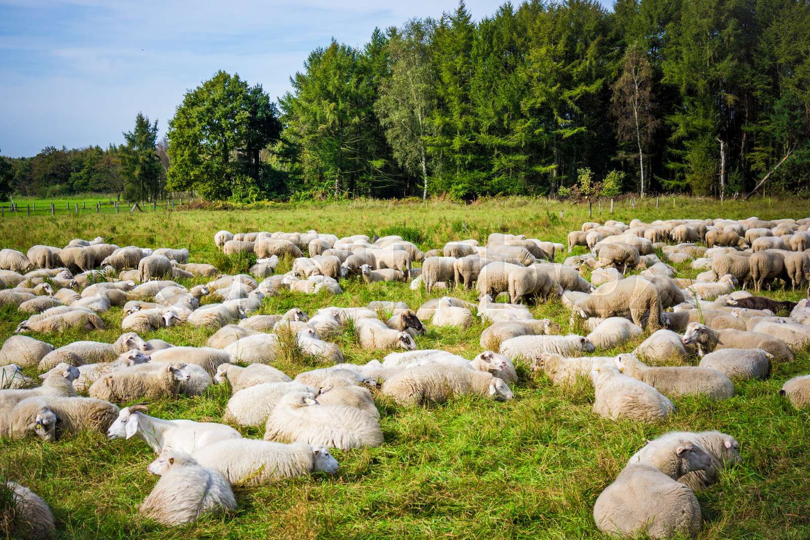Sheep with lambs at a pasture. sheep grazing | Stock image | Colourbox
